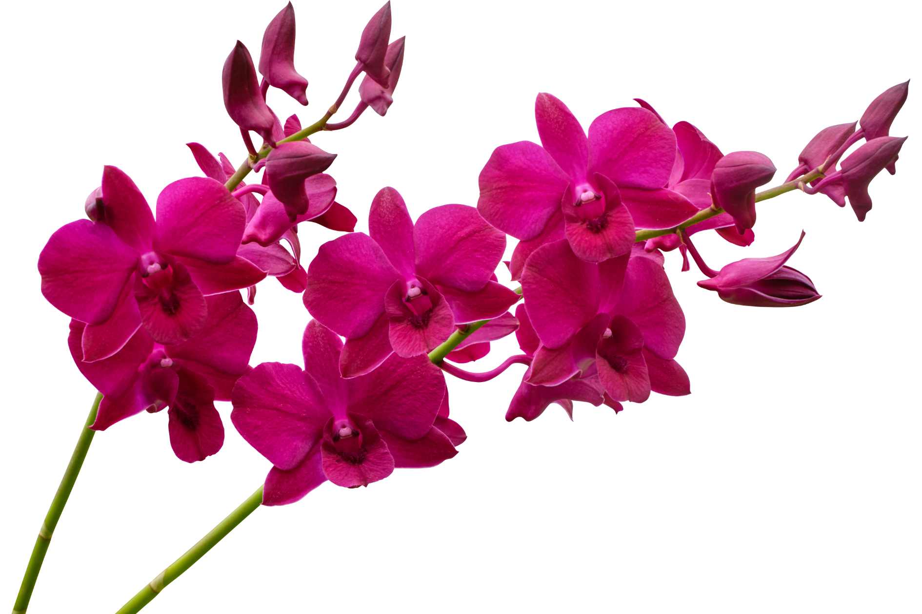 Decoding Orchid Colors: Exploring Symbolism and Beauty Through Nature's ...